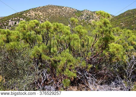 Lush Green Chaparral Image & Photo (Free Trial) | Bigstock