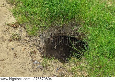 Deep Burrow Ground Image & Photo (Free Trial) | Bigstock