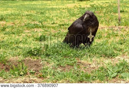 Ravens Images, Illustrations & Vectors (Free) - Bigstock