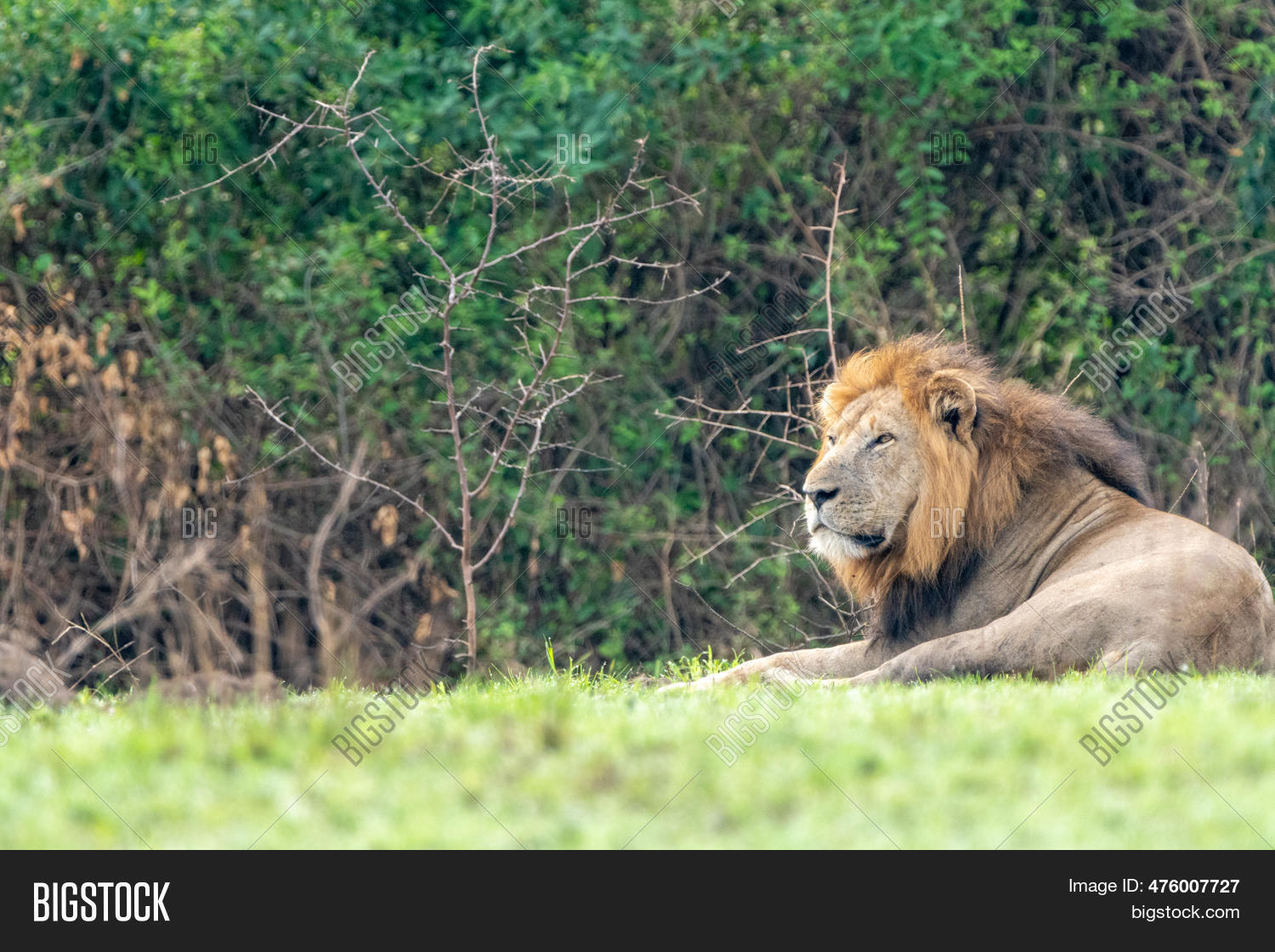 Male Lion Mane Rests Image & Photo (Free Trial) | Bigstock