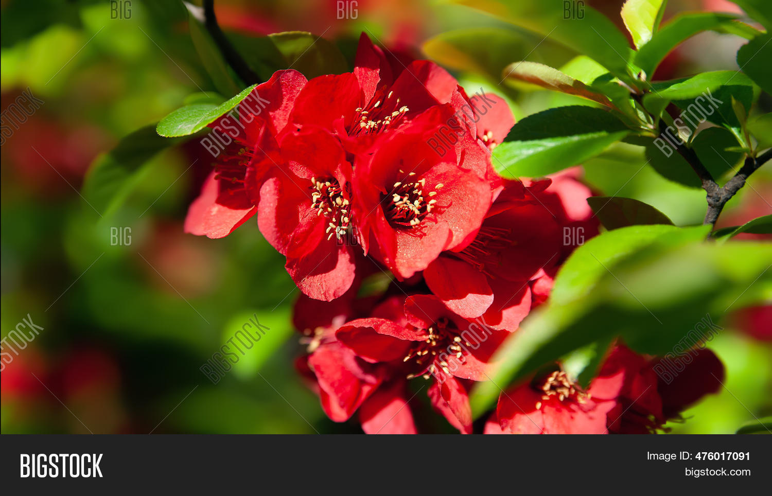 Japanese Quince. Red Image & Photo (Free Trial) | Bigstock