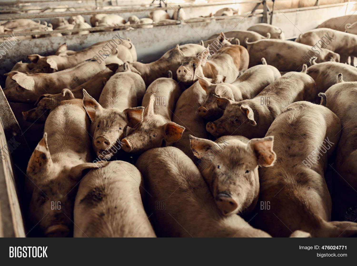 Livestock Pig Breeding Image & Photo (Free Trial) | Bigstock