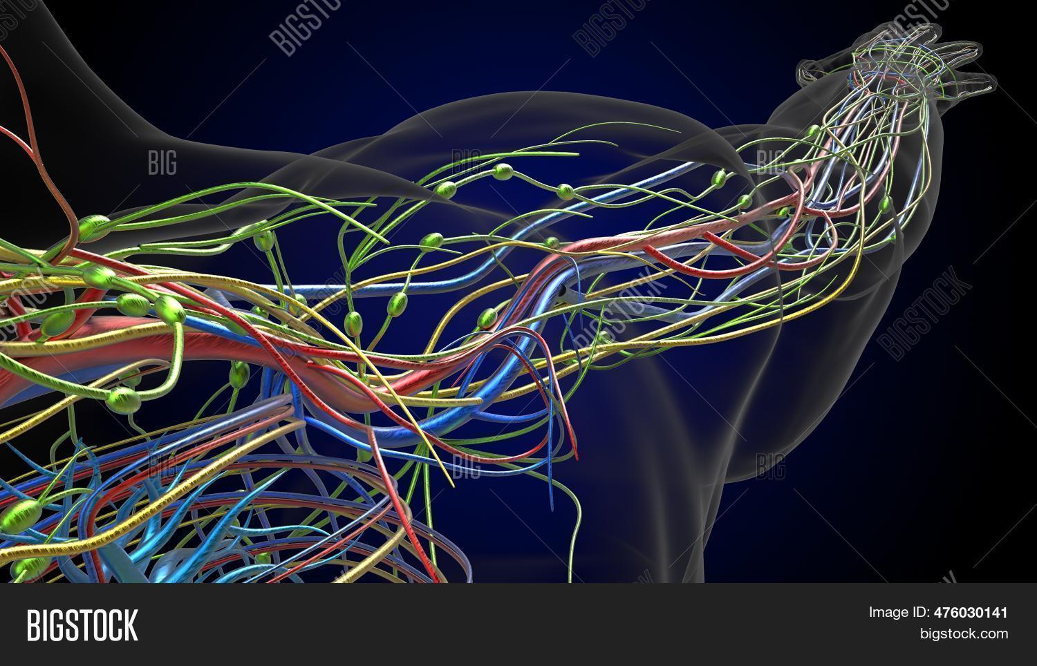 Human Lymph Nodes Image & Photo (Free Trial) | Bigstock