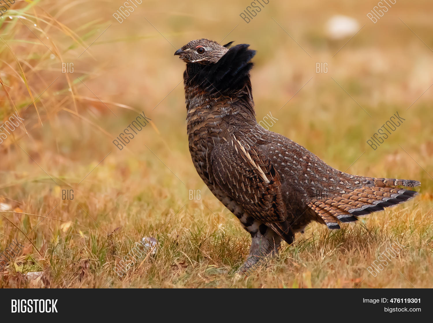 Male Ruffed Grouse Image & Photo (Free Trial) | Bigstock