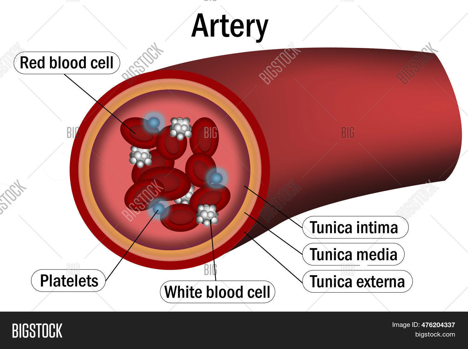 Anatomy Arteries. Image & Photo (Free Trial) | Bigstock