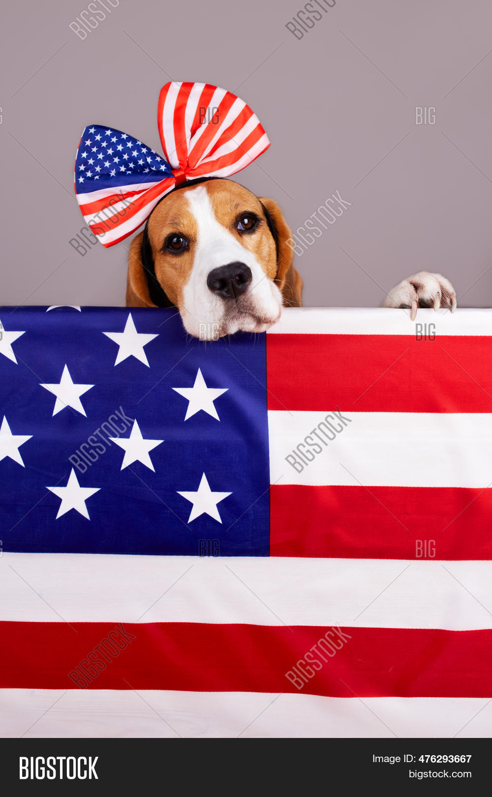 Beagle Dog Behind Image & Photo (Free Trial) | Bigstock
