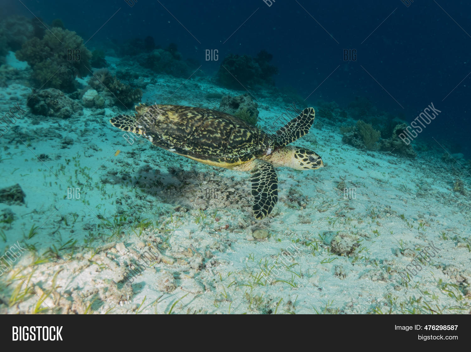 Hawksbill Sea Turtle Image & Photo (Free Trial) | Bigstock