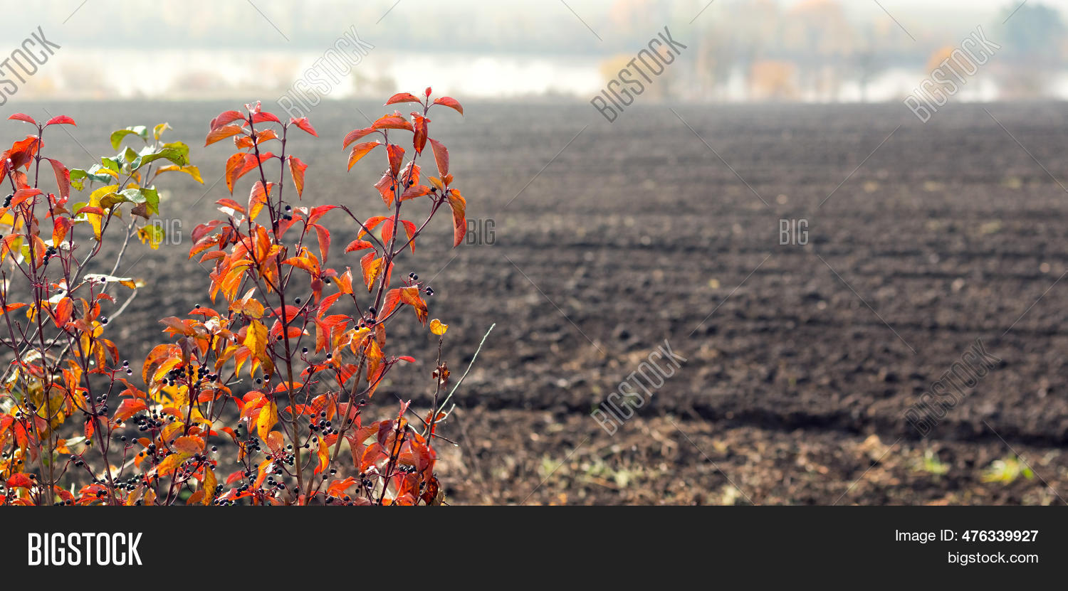 Branches afbeelding en foto (gratis proefversie) | Bigstock