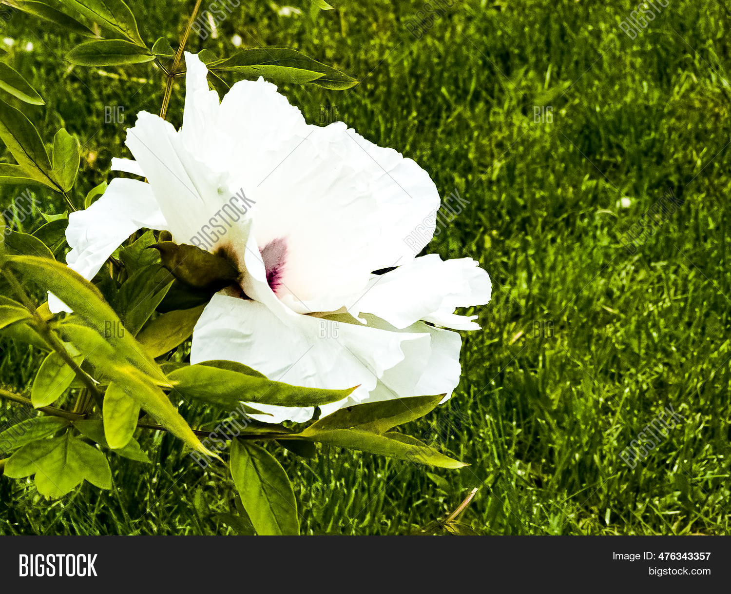 Flowers Dwarf Peony. Image & Photo (Free Trial) | Bigstock