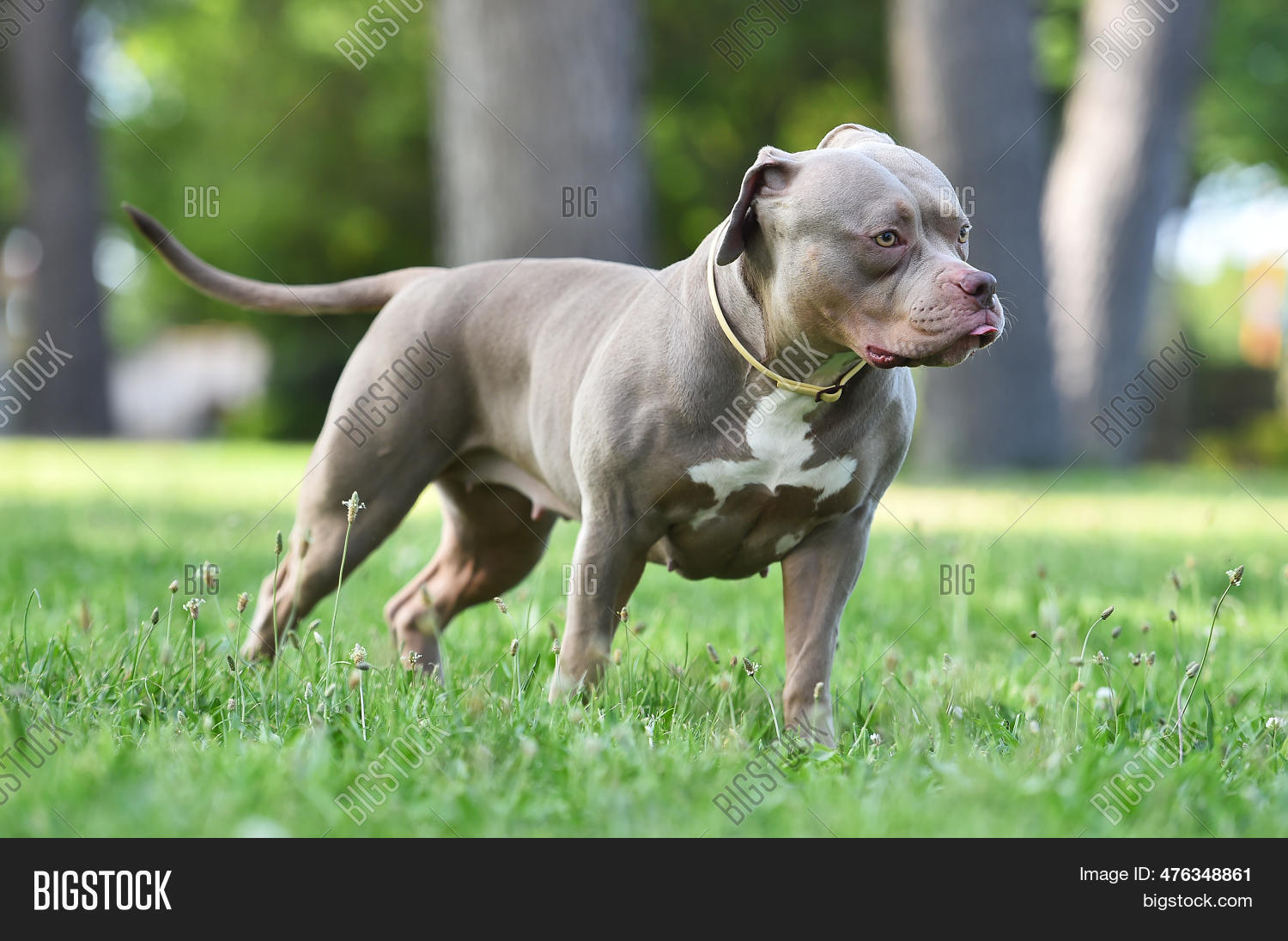 Muscular American Image & Photo (Free Trial) | Bigstock