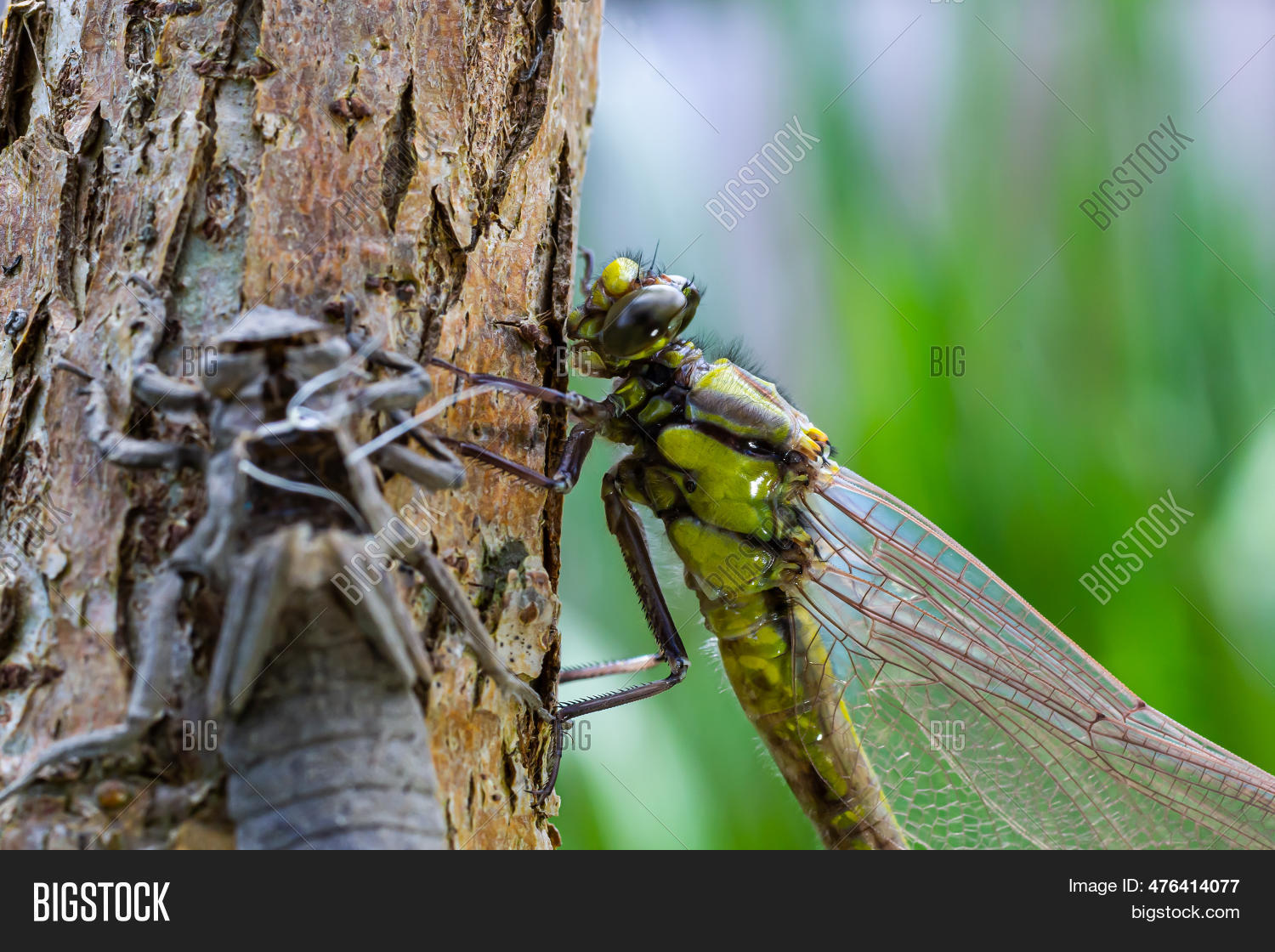 Larval Dragonfly Grey Image & Photo (Free Trial) | Bigstock