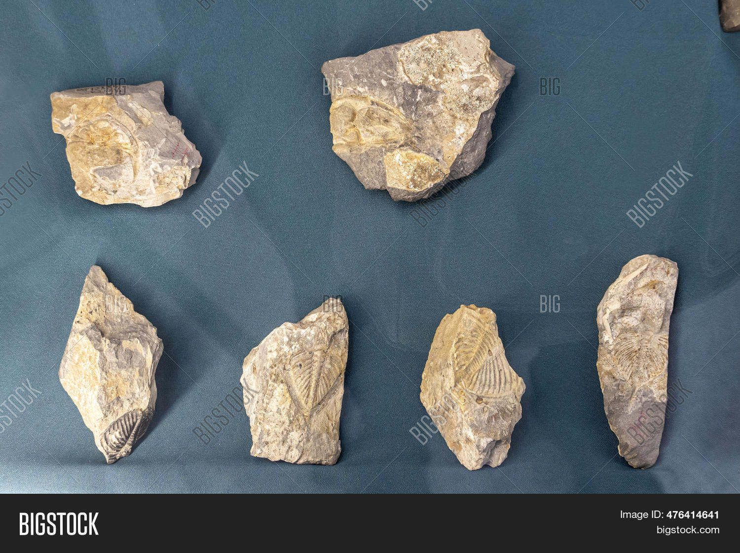 Ancient Prehistoric Image & Photo (Free Trial) | Bigstock