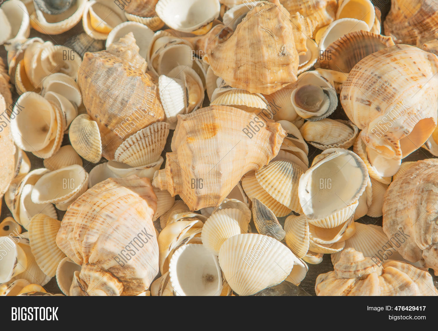 Sea Shells On Beach. Image & Photo (Free Trial) | Bigstock