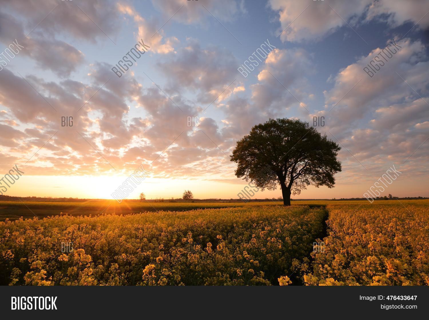 Spring Sunrise Field Image & Photo (Free Trial) | Bigstock