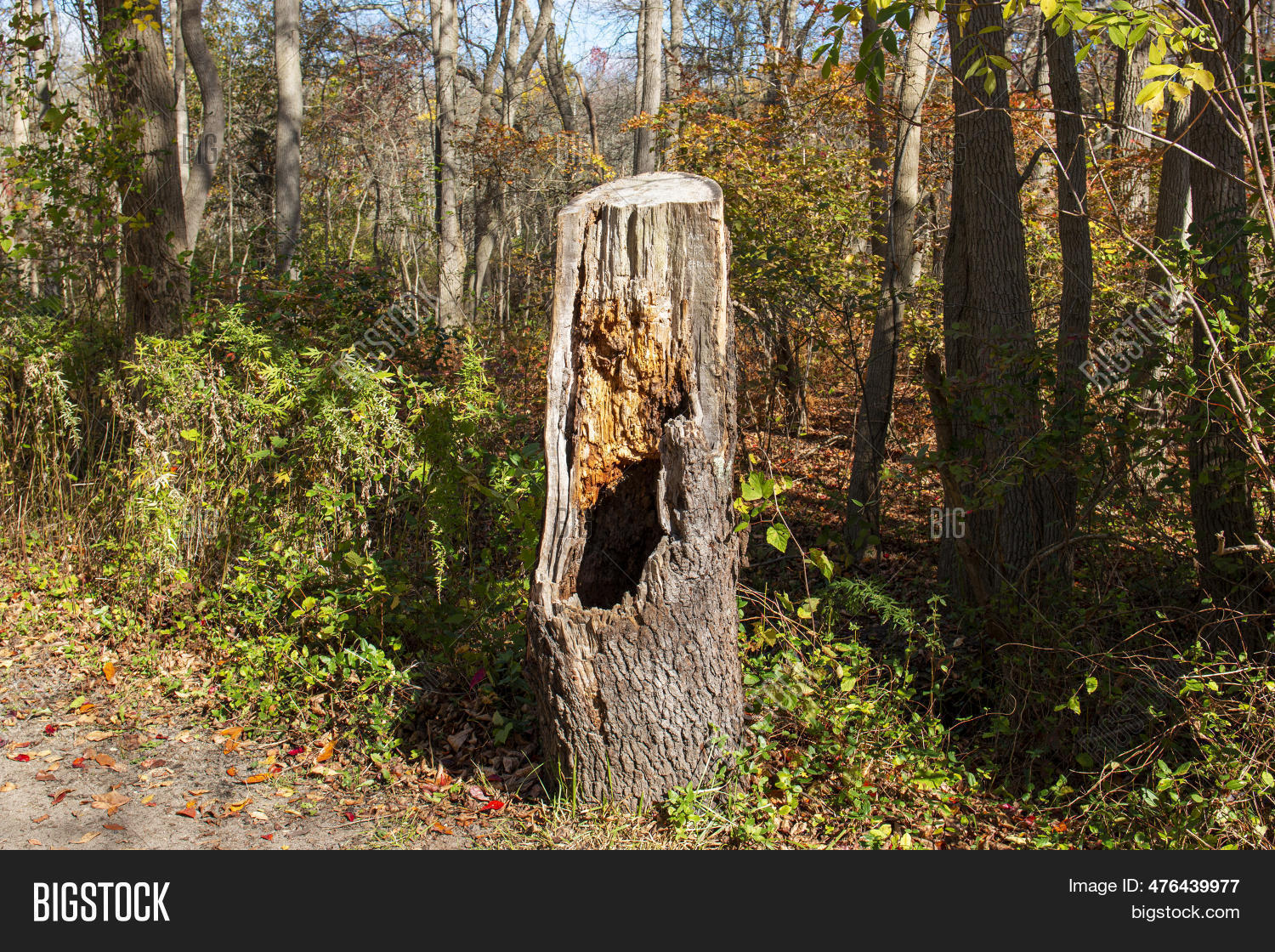 Old Rotted Tree Stump Image & Photo (Free Trial) | Bigstock