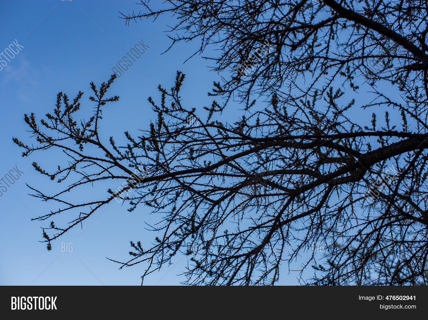 Spiky Tree Branches Image & Photo (Free Trial) | Bigstock