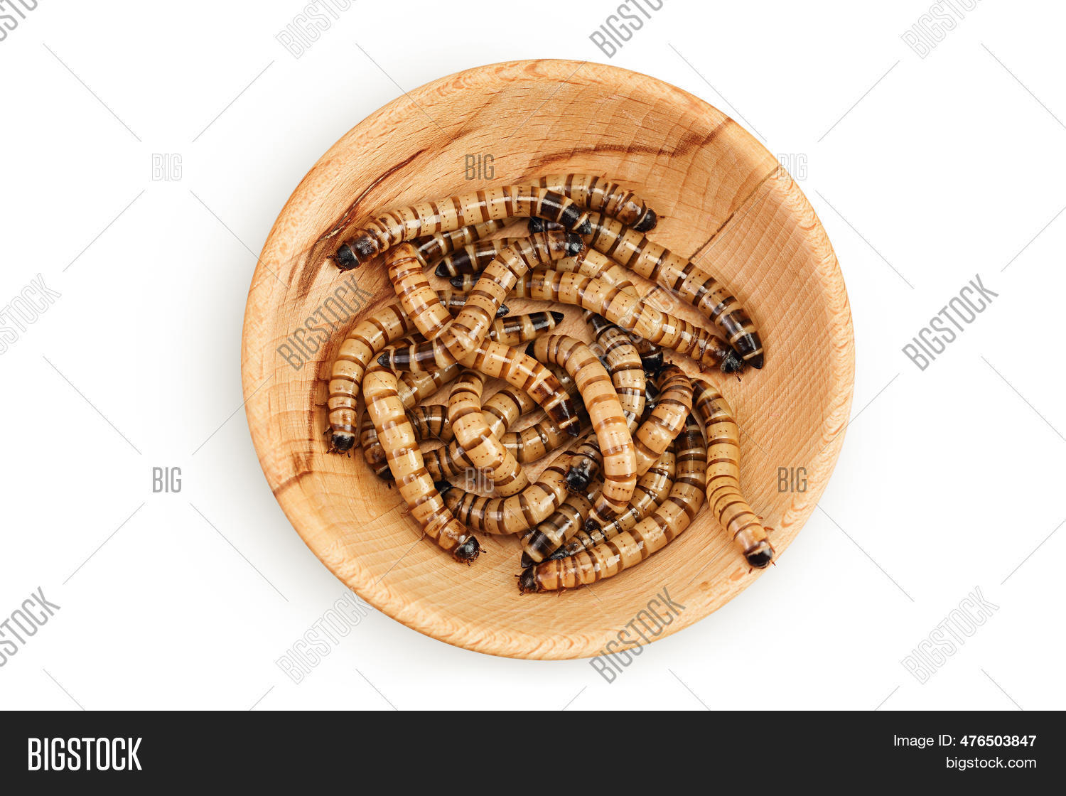 Worms Larvae Zophobas Image & Photo (Free Trial) | Bigstock