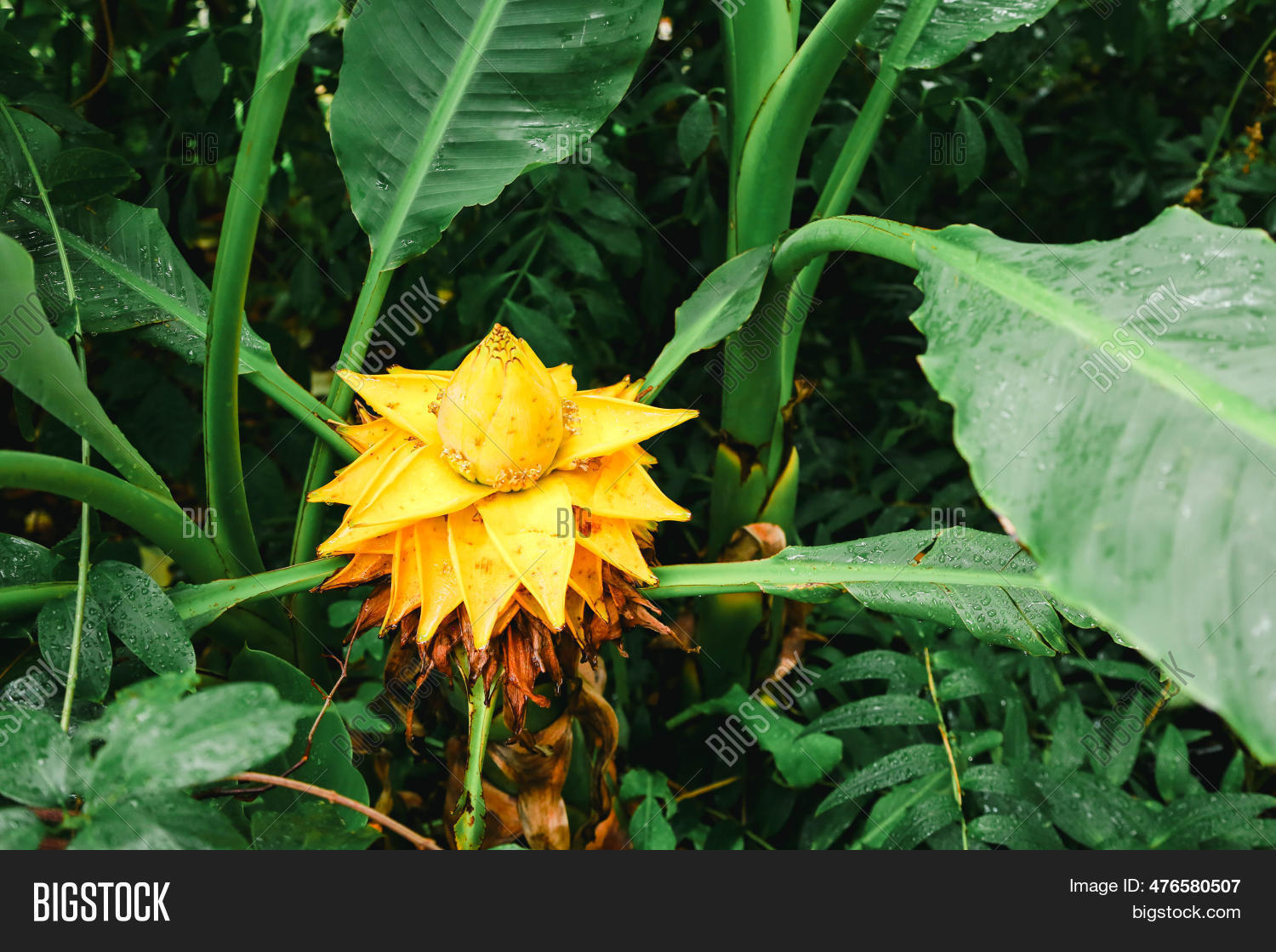 Chinese Musa Image & Photo (Free Trial) | Bigstock