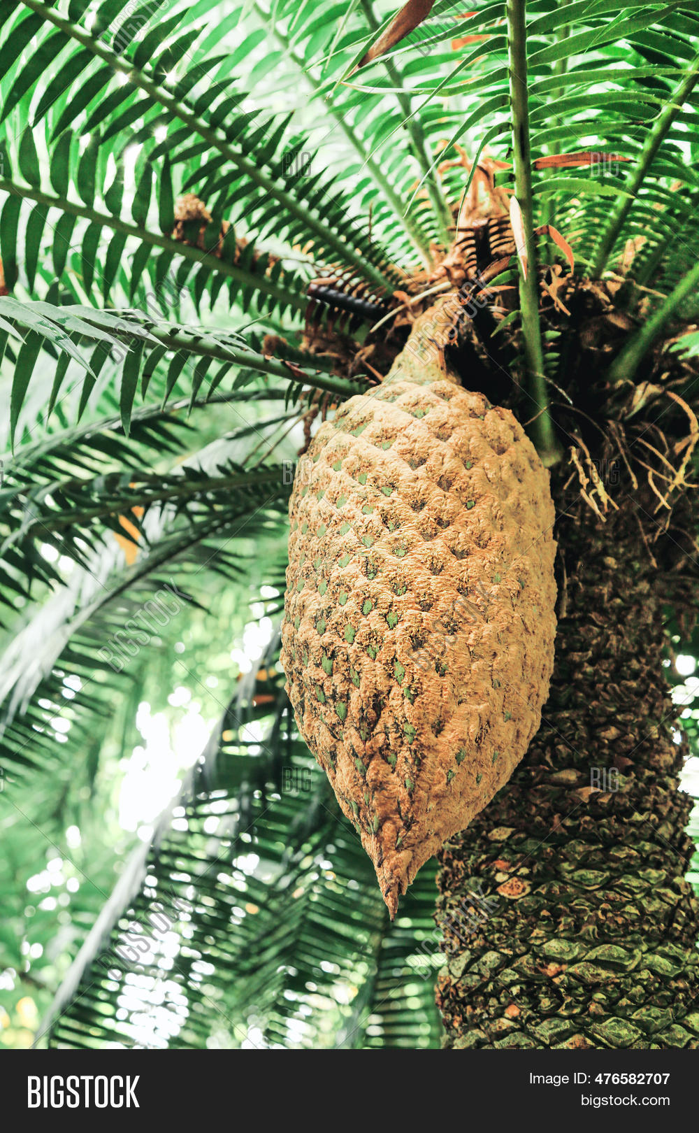 Dioon Spinulosum Tree Image & Photo (Free Trial) | Bigstock