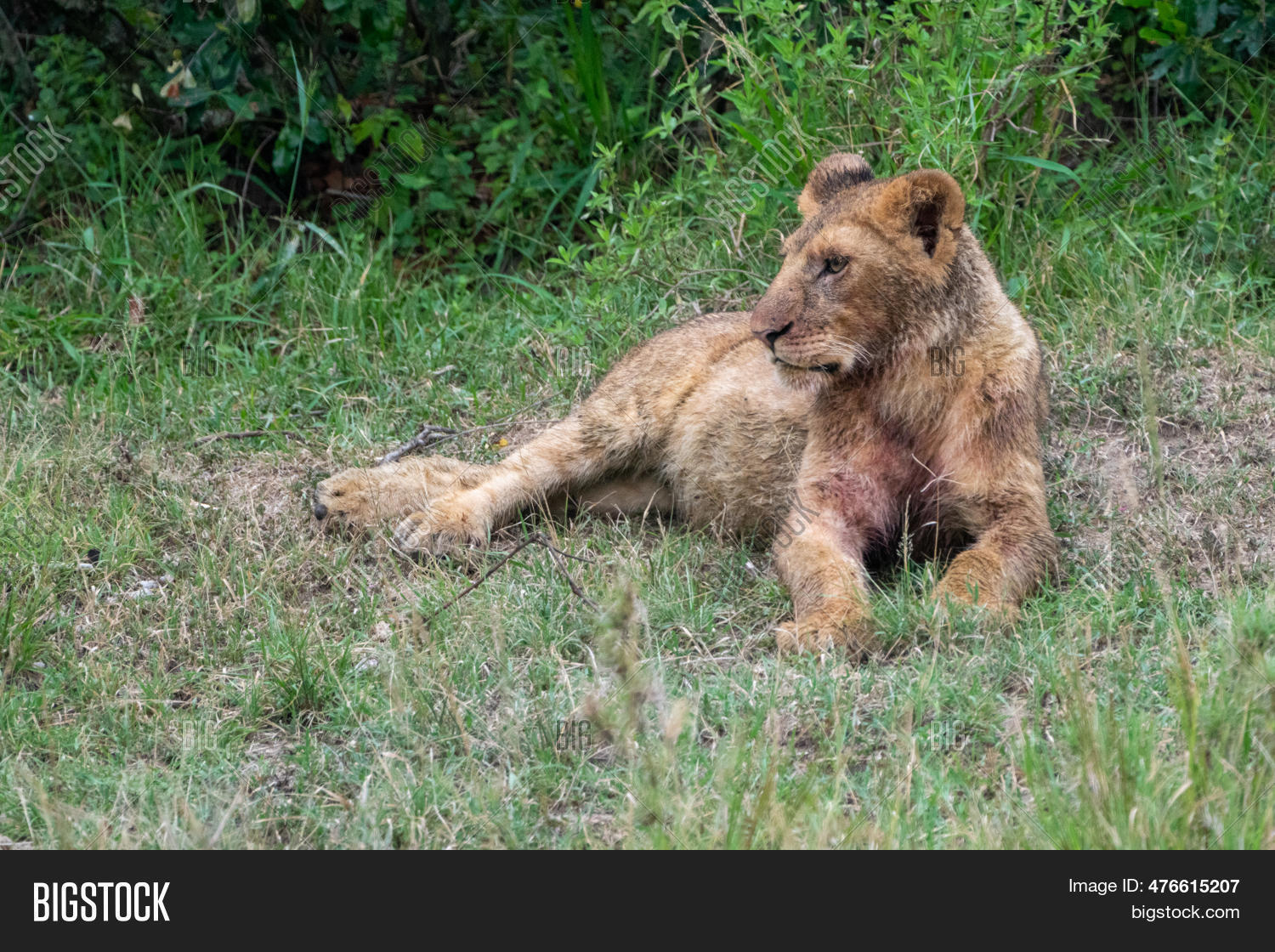 Lioness Blood On Her Image & Photo (Free Trial) | Bigstock