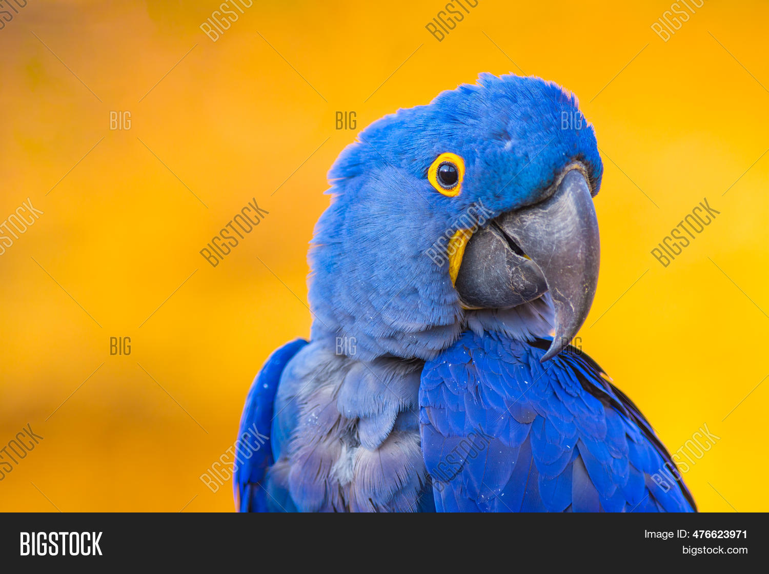 Portrait Big Blue Image & Photo (Free Trial) | Bigstock