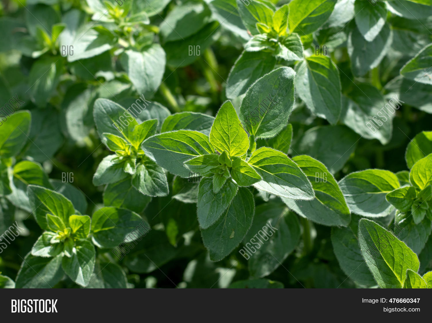 Oregano Bright Green Image & Photo (Free Trial) | Bigstock