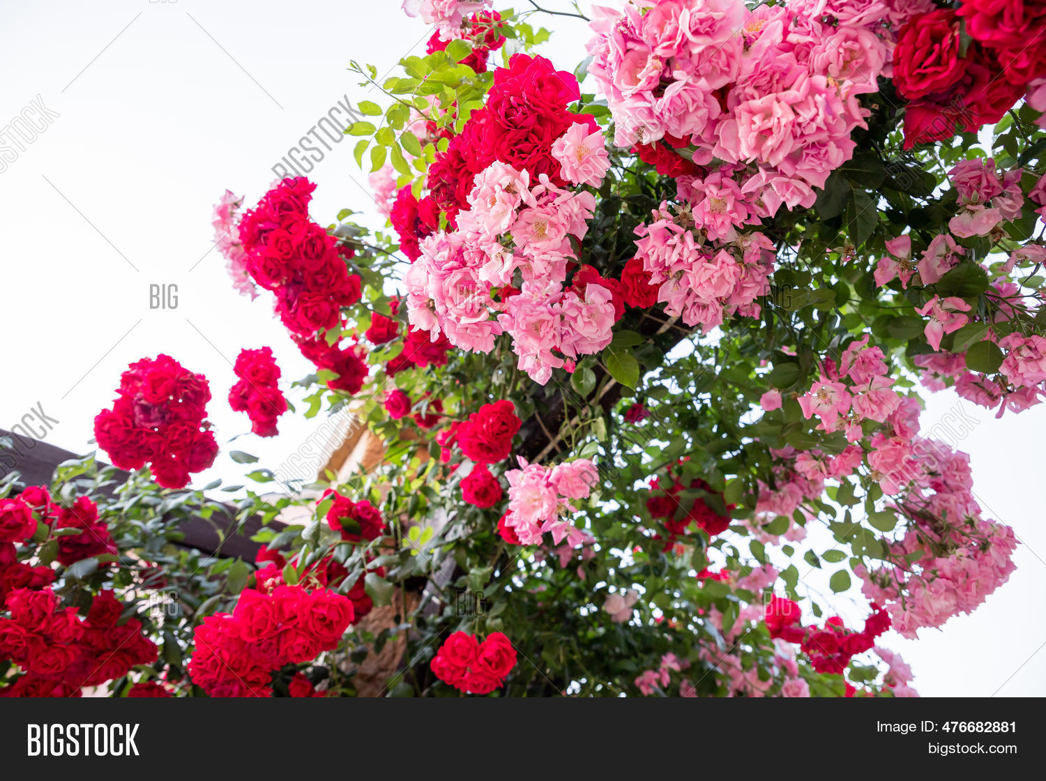 Climbing Rose Flowers Image & Photo (Free Trial) | Bigstock