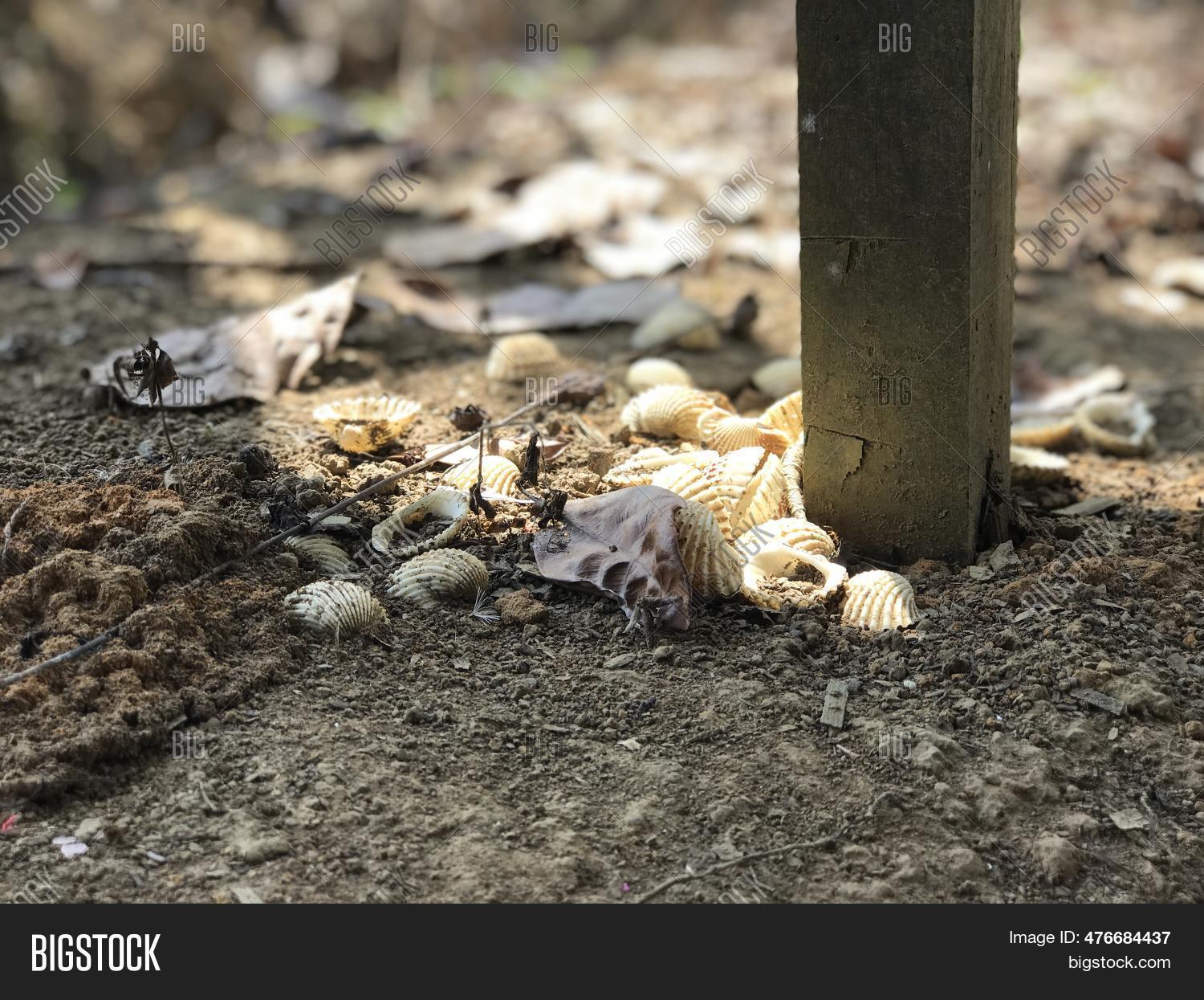 Clams Beauty On Dry Image & Photo (Free Trial) | Bigstock