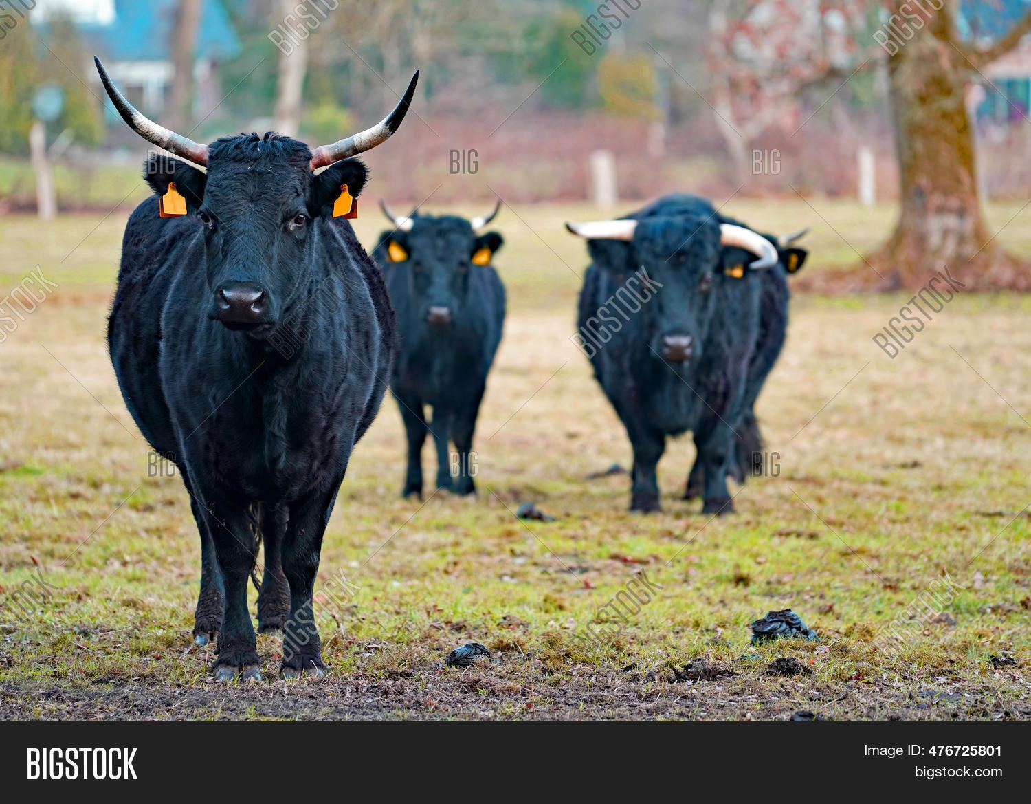 Three Visible Black Image & Photo (Free Trial) | Bigstock