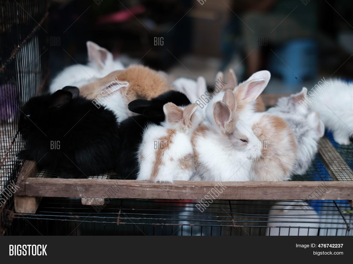 Group Rabbits Were Image & Photo (Free Trial) | Bigstock