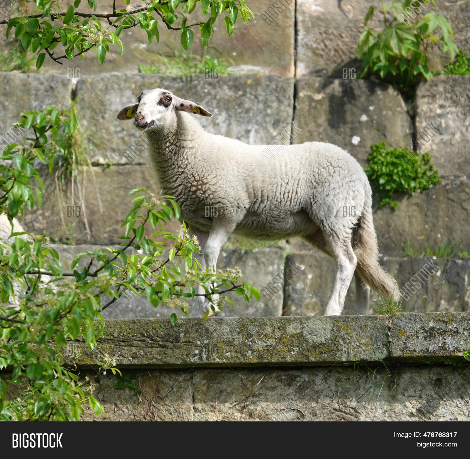 Young Sheep Walks Over Image & Photo (Free Trial) | Bigstock