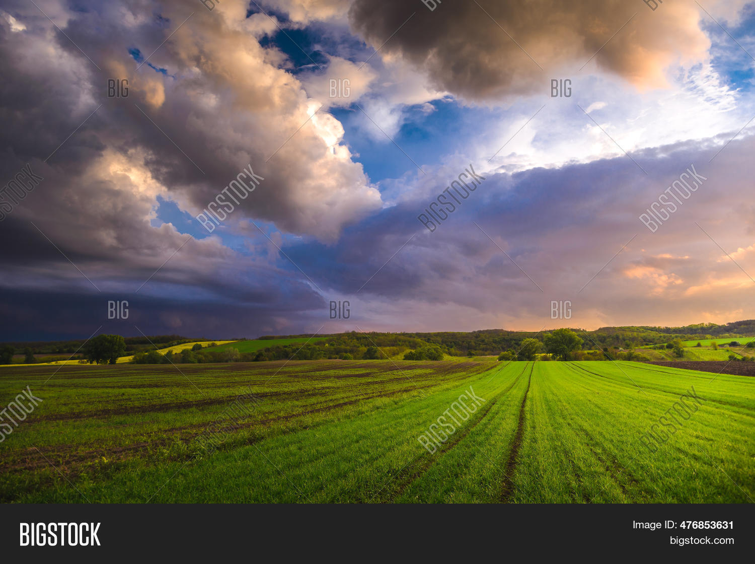 Young Grain Plants Image & Photo (Free Trial) | Bigstock