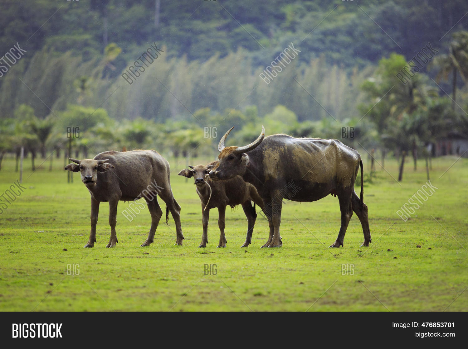 Family Water Buffalo Image & Photo (Free Trial) | Bigstock