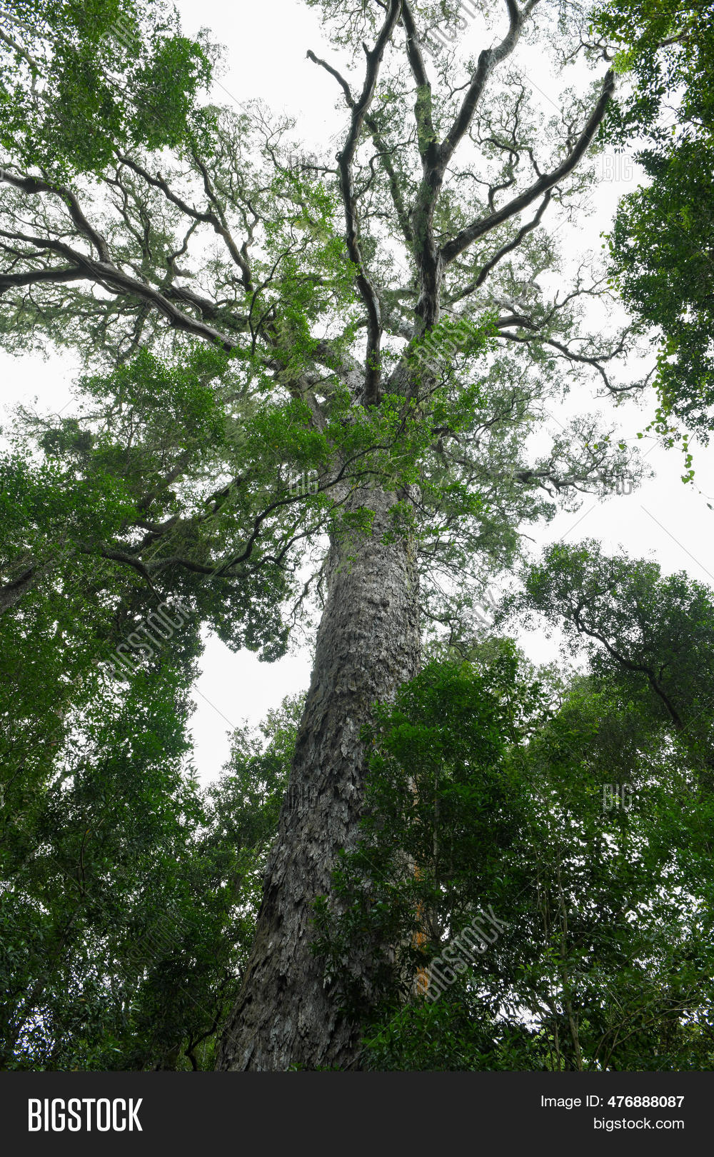 View Big Tree Image & Photo (Free Trial) | Bigstock