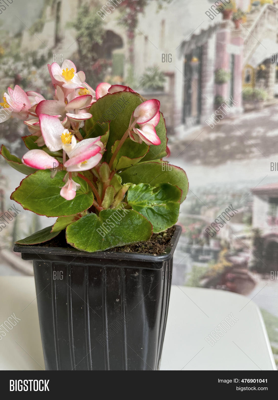 Pink Begonia Pot Ready Image & Photo (Free Trial) | Bigstock