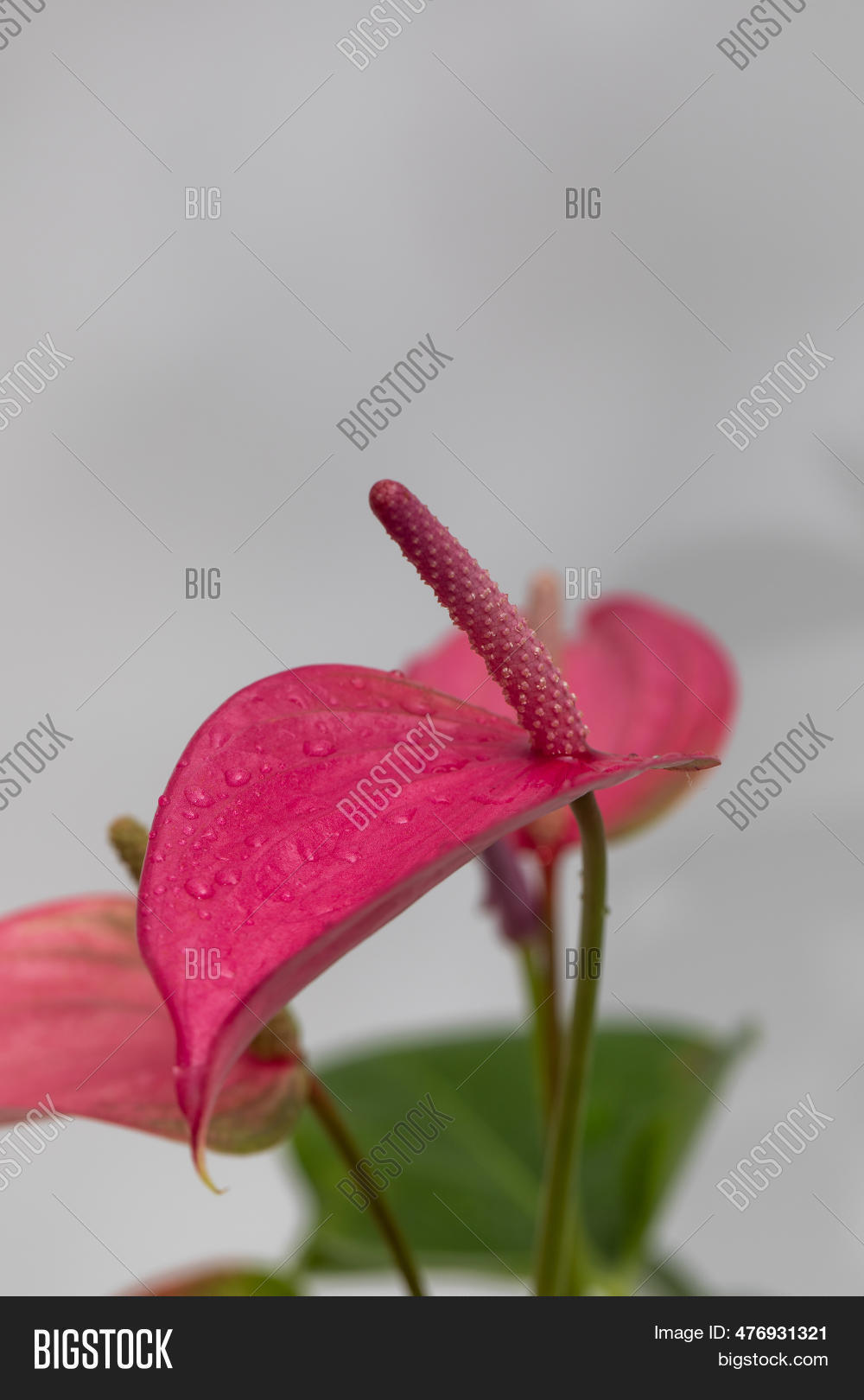 Indoor Anthurium Plant Image & Photo (Free Trial) | Bigstock