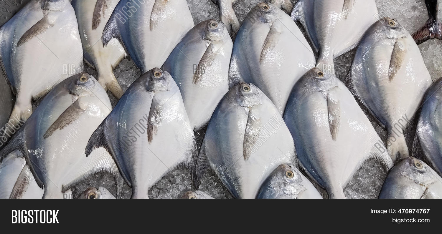 Fresh Delicious Sea Image & Photo (Free Trial) | Bigstock