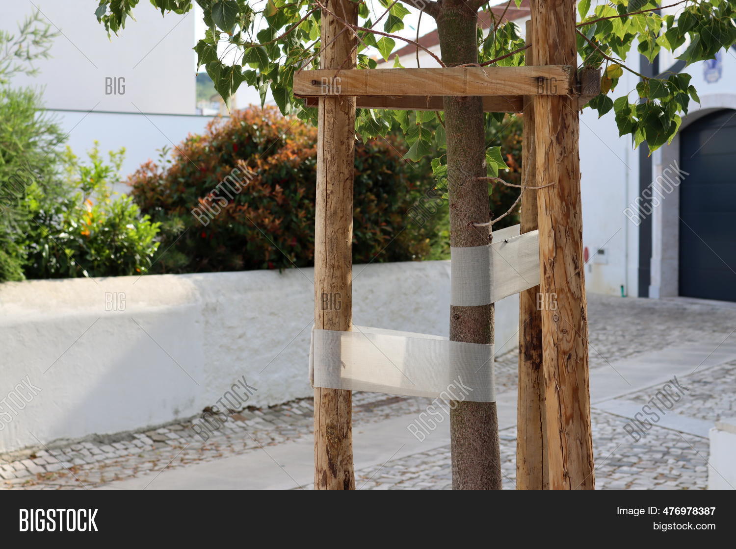 Tree Supports-young Image & Photo (Free Trial) | Bigstock