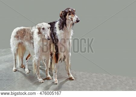 Two Large Standing Image & Photo (Free Trial) | Bigstock