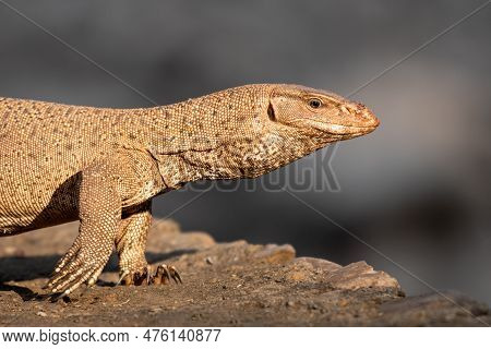 Monitor Lizard Bengal Image & Photo (Free Trial) | Bigstock