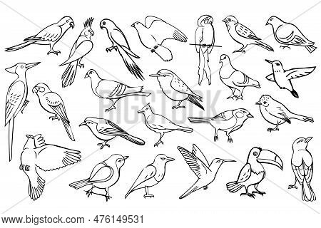 Line Art Birds. Line Vector & Photo (Free Trial) | Bigstock
