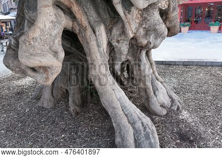 Old Tree Large Roots Image & Photo (Free Trial) | Bigstock