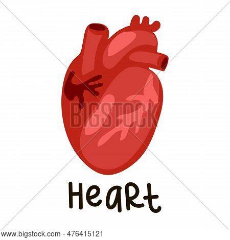 Human Heart Cartoon Vector & Photo (Free Trial) | Bigstock