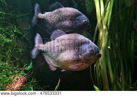 Piranhas Swimming Image & Photo (Free Trial) | Bigstock