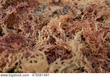 Seaweed Drying. Image & Photo (Free Trial) | Bigstock