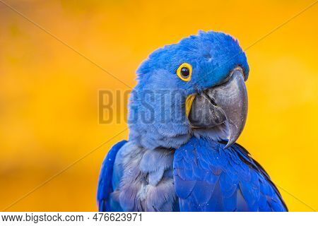 Portrait Big Blue Image & Photo (Free Trial) | Bigstock