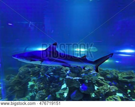 Shark Blue. Underwater Image & Photo (Free Trial) | Bigstock