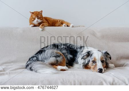 Red Cat Grey Dog Lives Image & Photo (Free Trial) | Bigstock