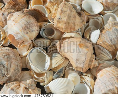 Sea Shells On Beach. Image & Photo (Free Trial) | Bigstock