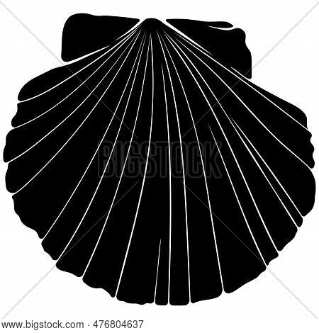 Scallop Shell Top Vector & Photo (Free Trial) | Bigstock